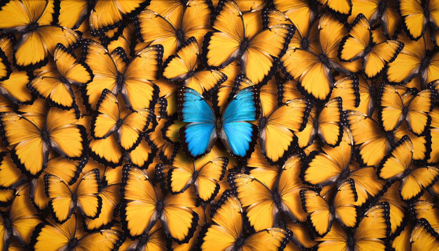 Recruitment Centric Branding - Jigya